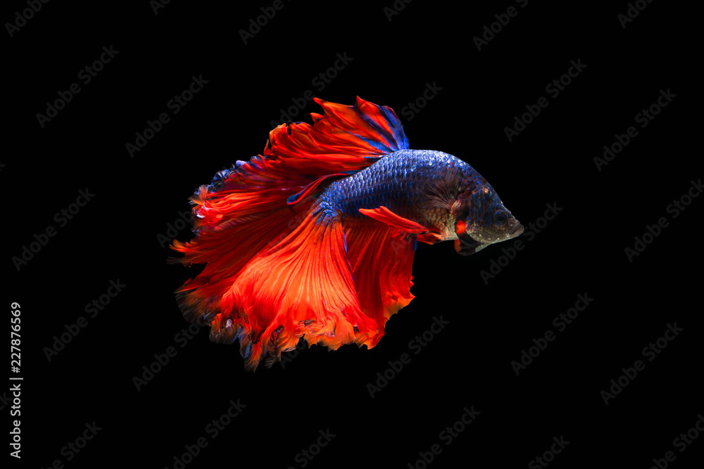 Fotka „The moving moment beautiful of siamese betta fish or splendens ...