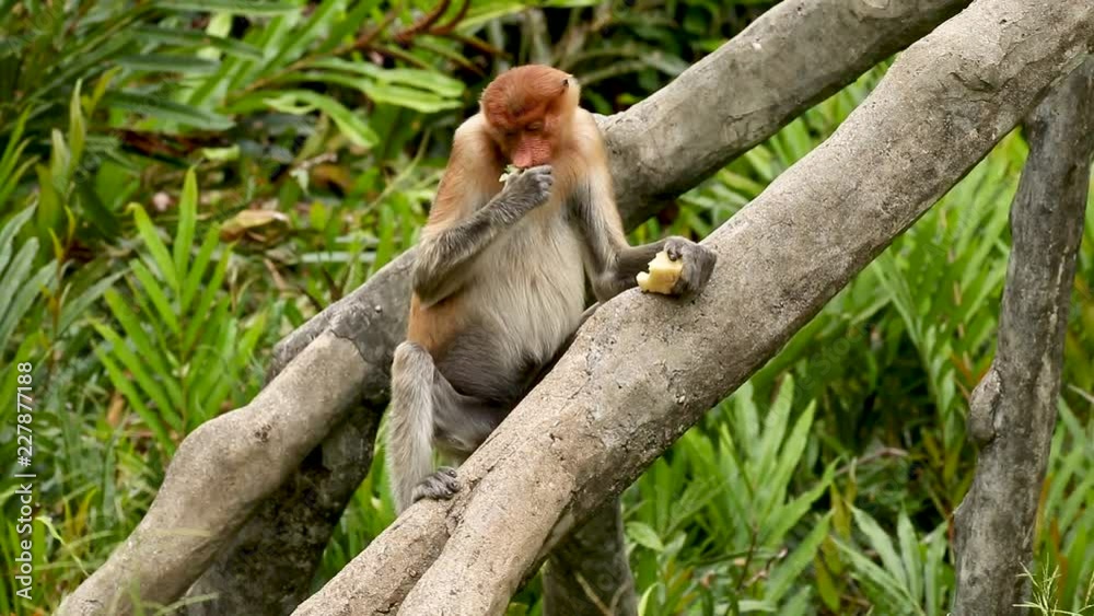 Proboscis Monkeys feeding on fruit in the mangrove forest of Malaysian ...