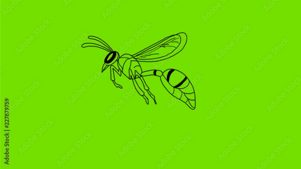 2d Animation motion graphics showing a drawing of a wasp or hornet ...