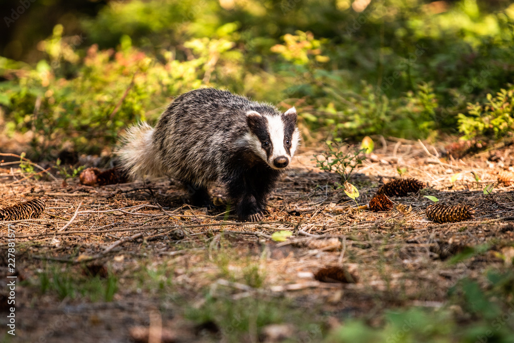 Badger in forest, animal in nature habitat, Germany, Europe. Wild ...