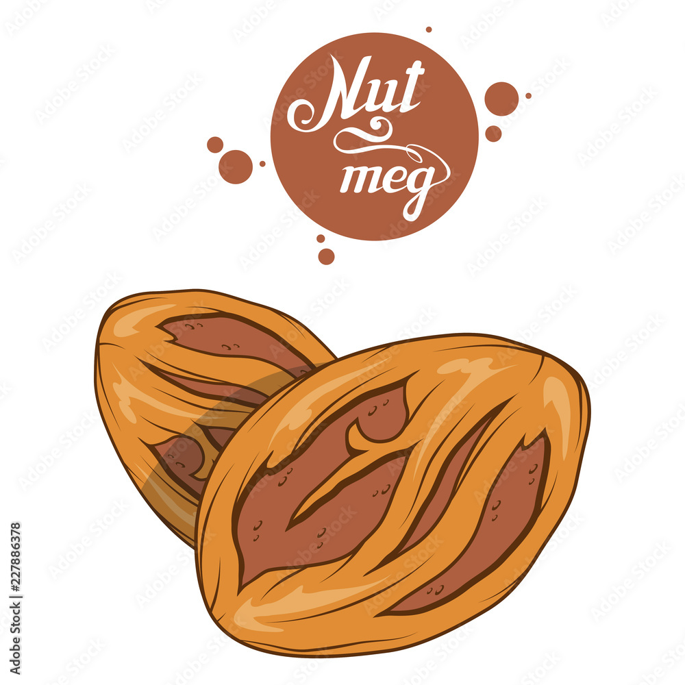 hand drawn nutmeg powder, spicy ingredient, nutmeg logo, healthy ...