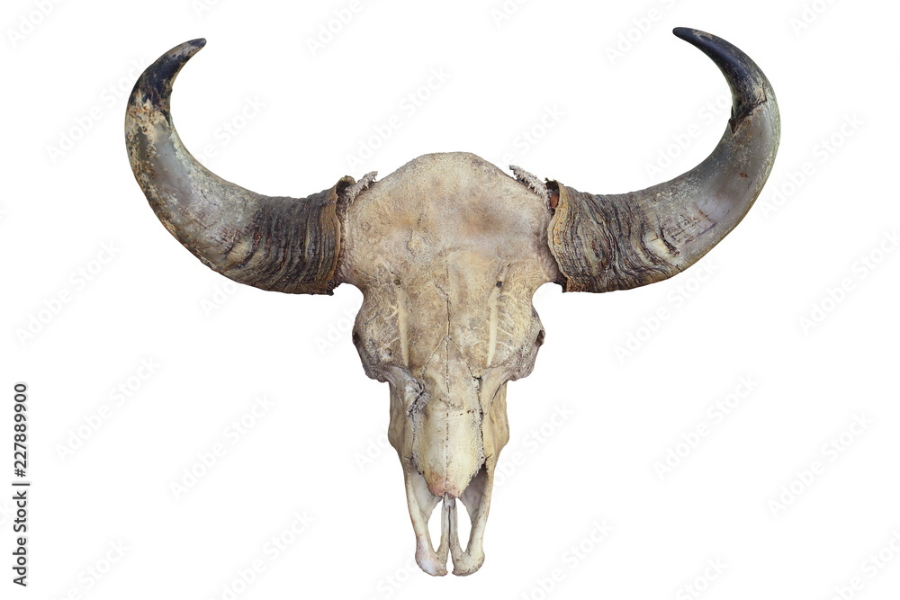 Skull of aging bull head with horn isolated on white background Stock ...