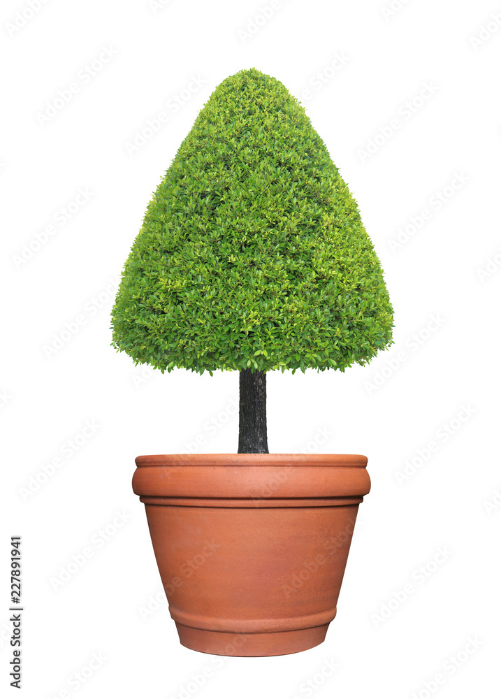 Evergreen triangle shape trimmed topiary tree in terracotta pot ...