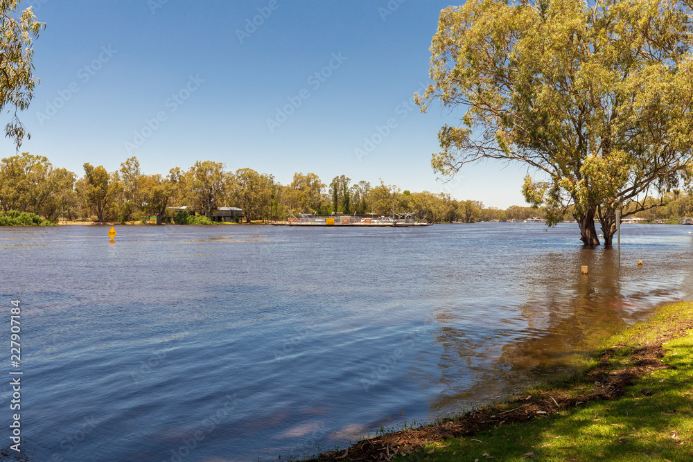 Car ferry crossing the Murray River in flood at Morgan in South ...