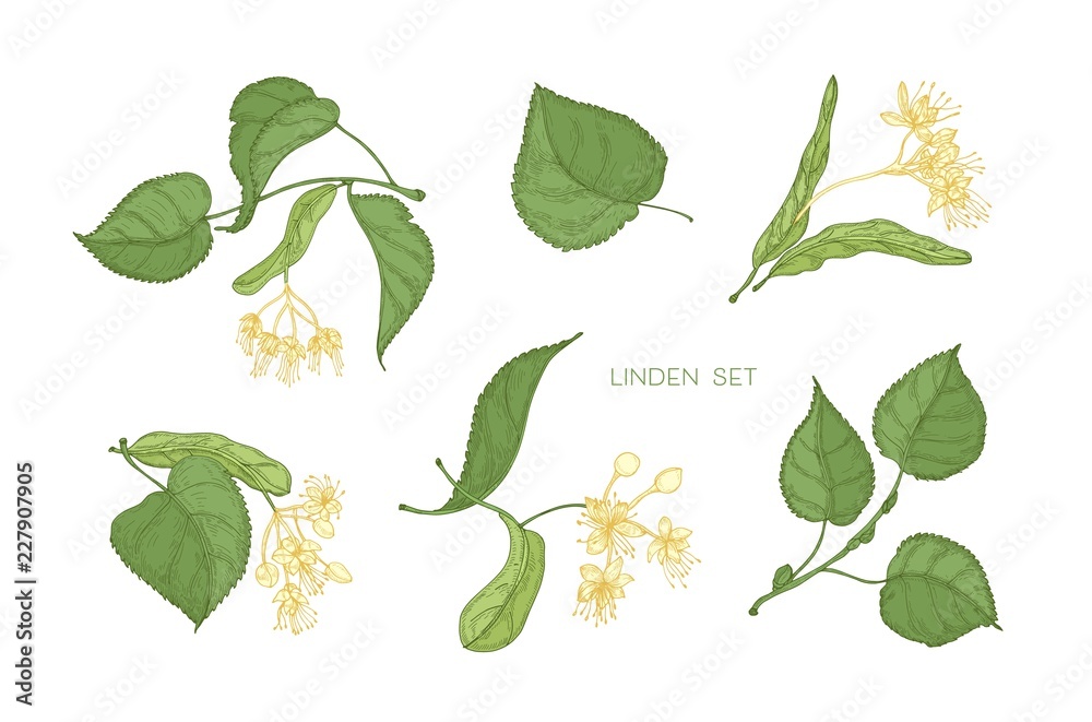 Linden Tree Botanical Drawing