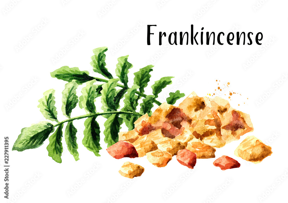 Frankincense dhoop and Boswellia carterii Frankincense tree leaves ...