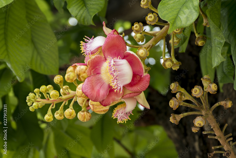 Sara Is flower in the garden at a temple in Thailand. (scientific name ...
