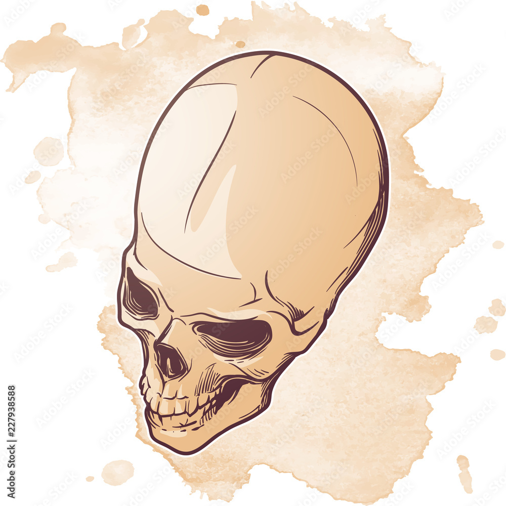 Human Skull hand drawing. Three quarters angle. Linear drawing painted ...