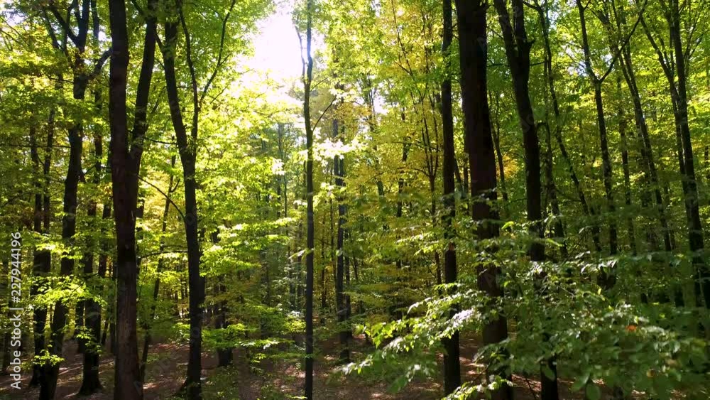 Flying Up Past Forest Branches Trees. Beautiful light in the forest ...