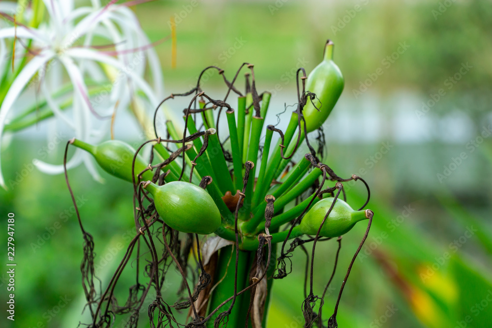 Crinum Asiaticum Bulb