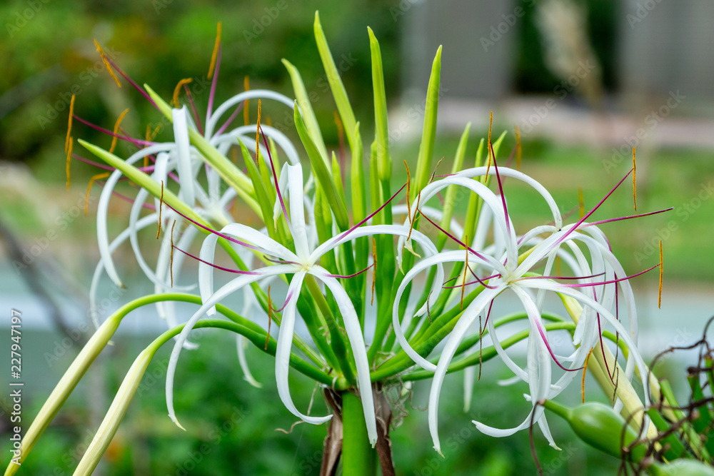 Poison Bulb a.k.a. Giant Crinum Lily (Crinum asiaticum) flower closeup ...