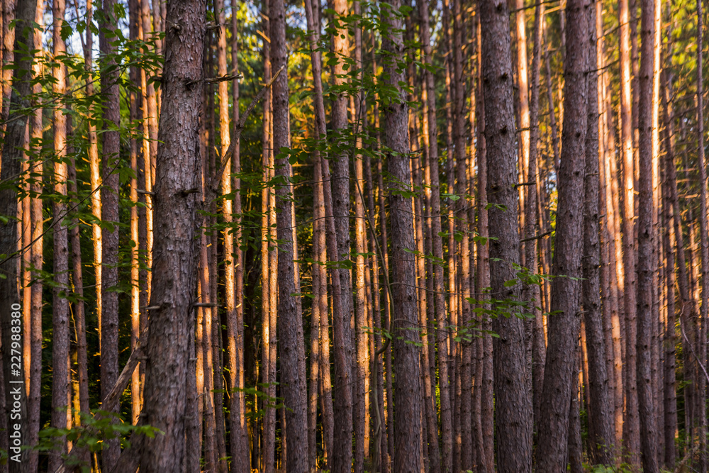 Fir and pine tree forest in Norther Wisconsin Stock Photo | Adobe Stock