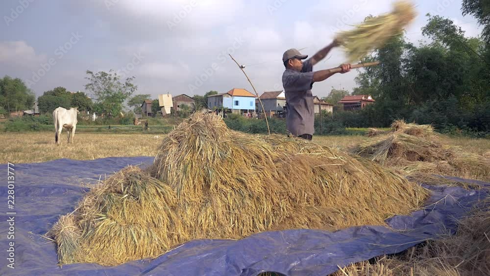 Rice threshing: back view on farmer beating rice straws by hand on a ...