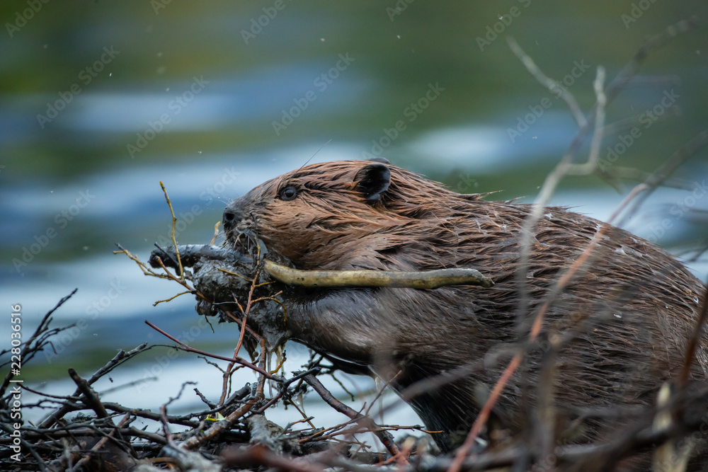 Beaver building dam taken in northern Alaska Stock Photo | Adobe Stock