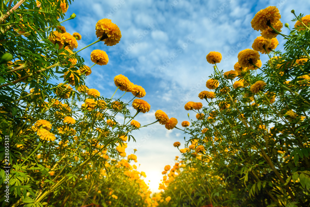 marigold flowers in the garden with blue sunset sky background Stock ...