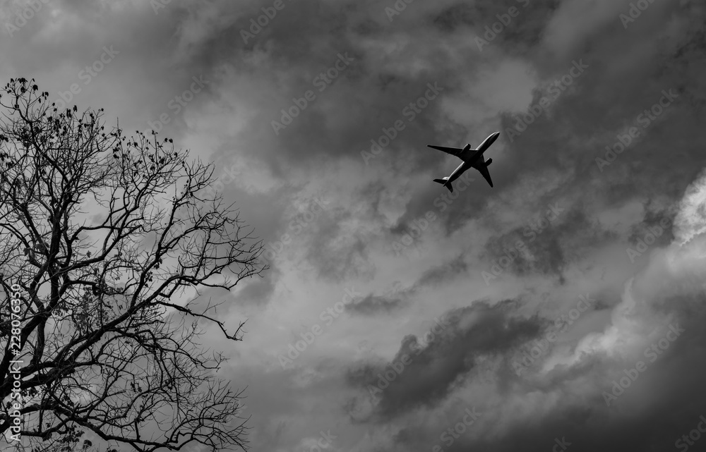 Silhouette commercial airplane on grey sky and clouds with death tree ...