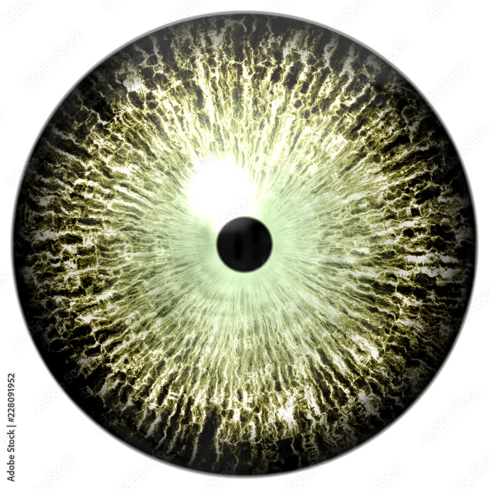 Animal Eye Texture