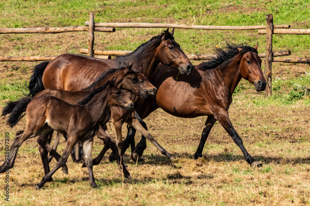 Wild horses trained in ranch for upcoming rodeo show, brown stallions ...