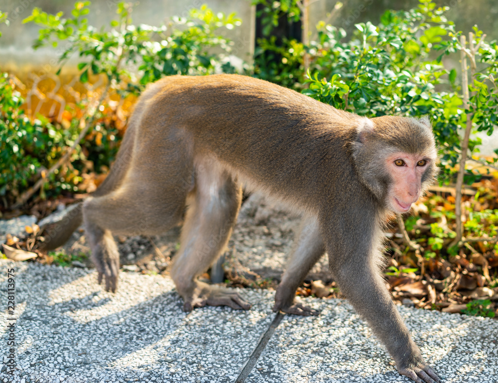 Formosan Rock Macaque