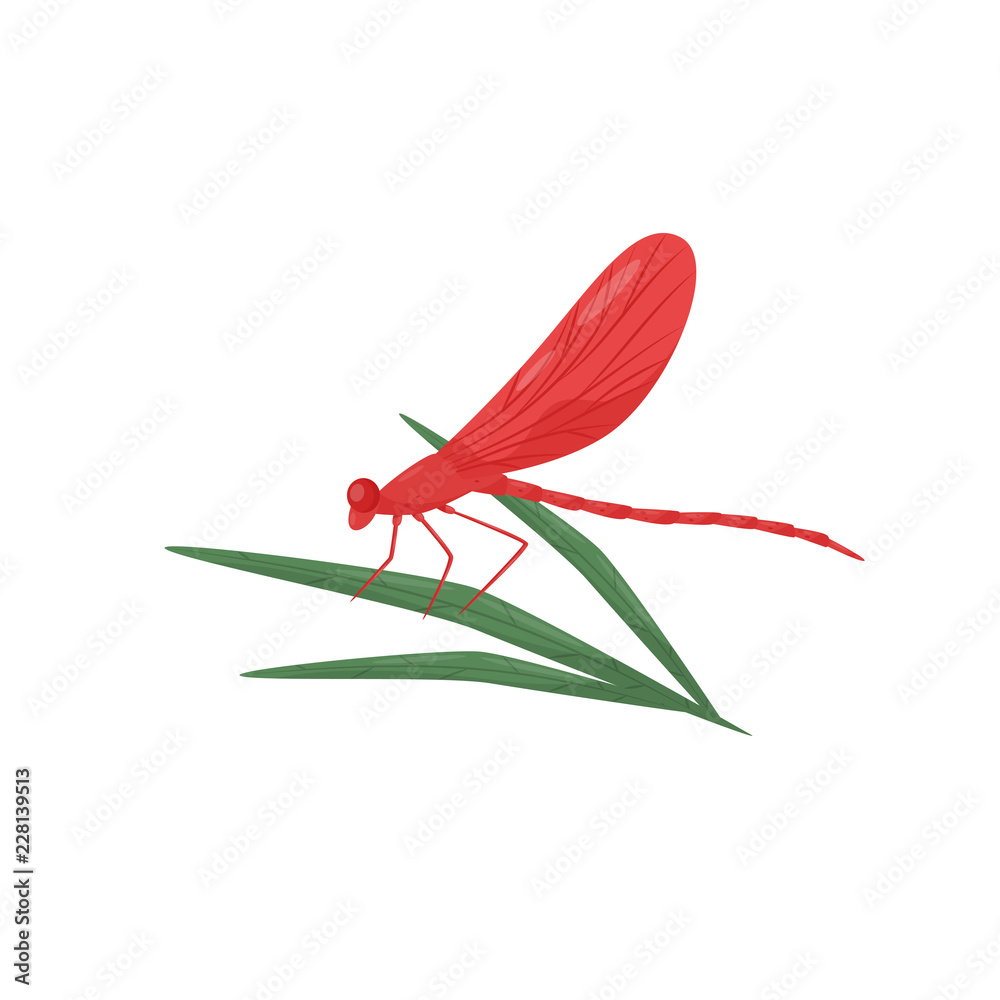 Red Dragonfly Flying