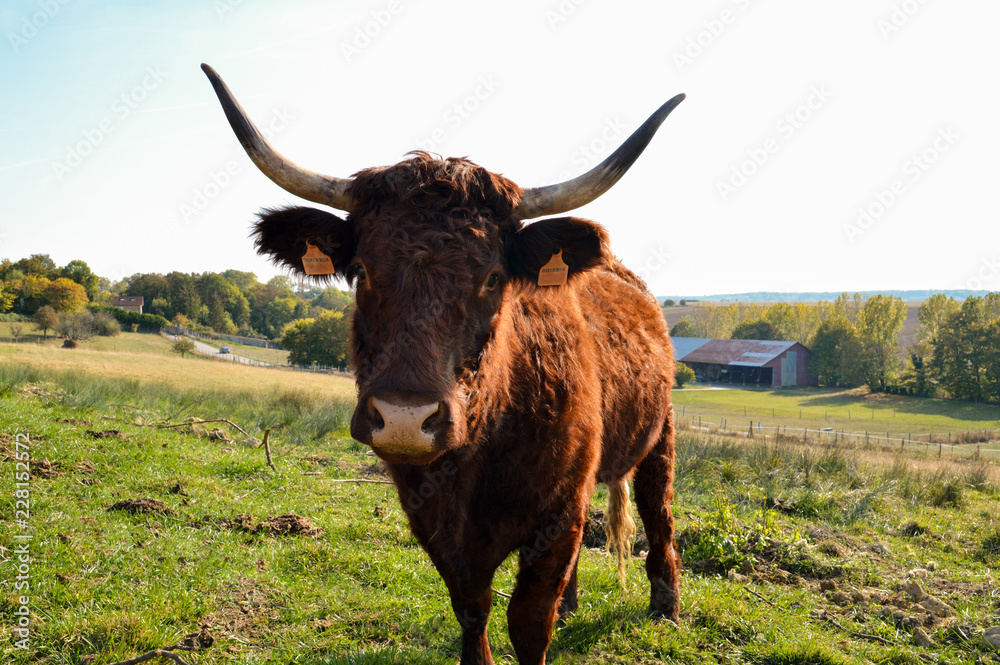 Nice mountain cow of Salers breed in the countryside Stock Photo ...