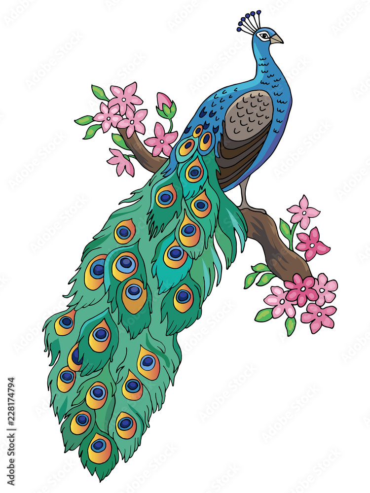 Peacock Sitting On A Flowering Branch Of Magnolia Isolated On A White Background Bird Of