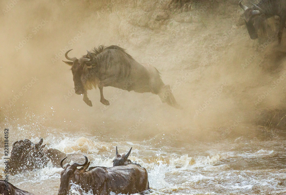 Wildebeest Jumping