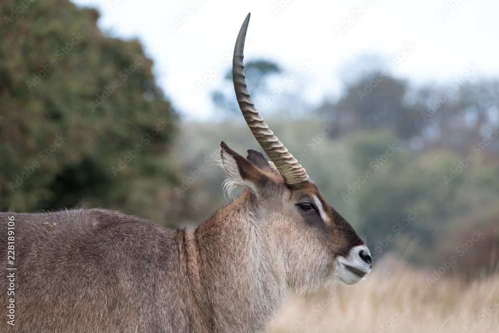 Roan antelope with broken antler. Photographed at Port Lympne Safari ...