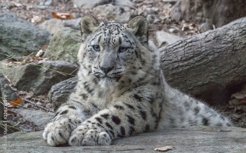 Cute snow leopard cub stretches out paws while relaxing on a rock Stock ...