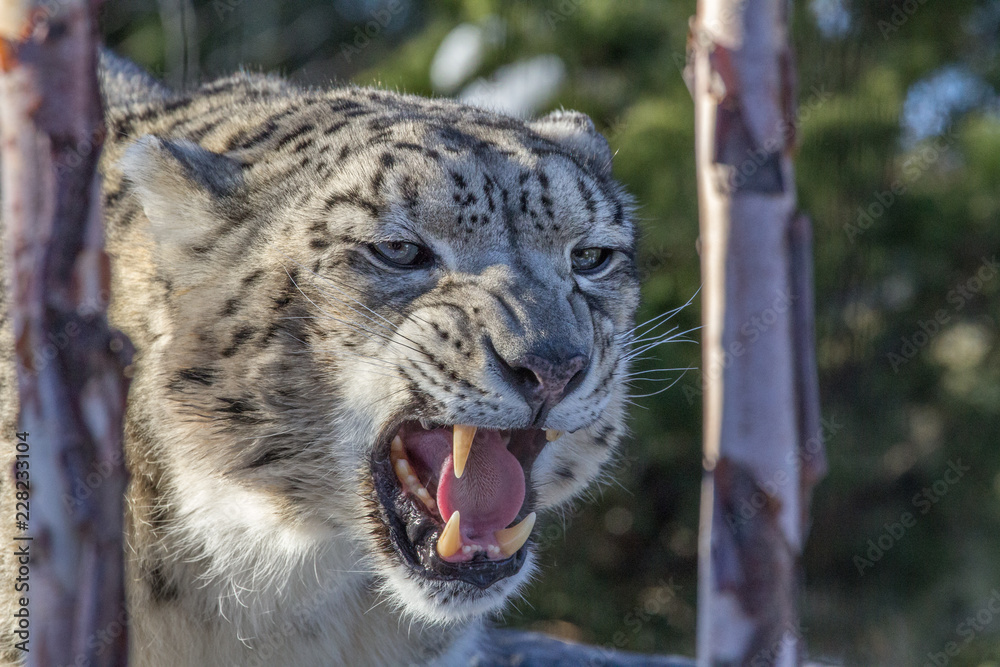 Snow Leopard Snarling