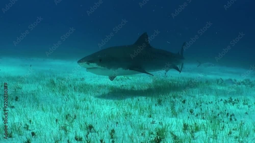 Tiger shark swims across the camera over a sandy ocean floor, Tiger ...