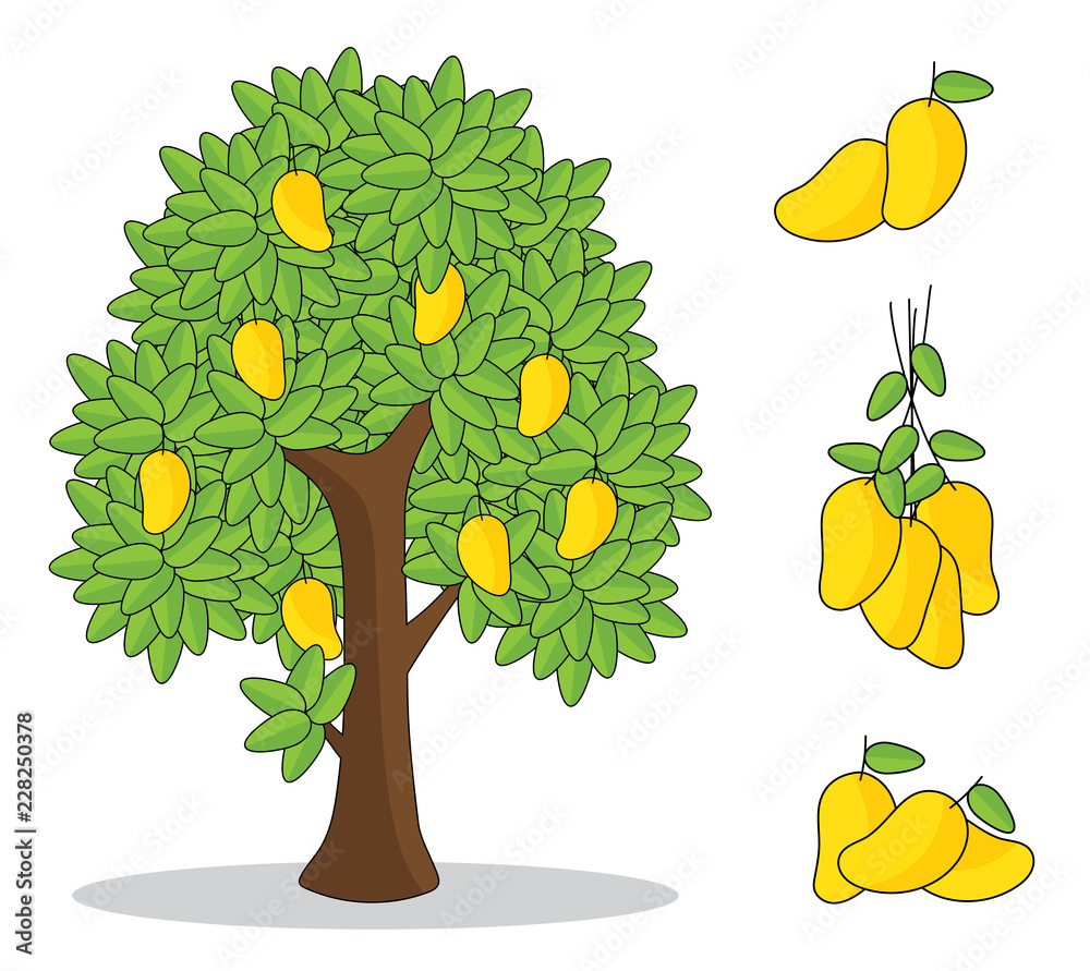yellow mango on tree with white background. isolated doodle hand ...