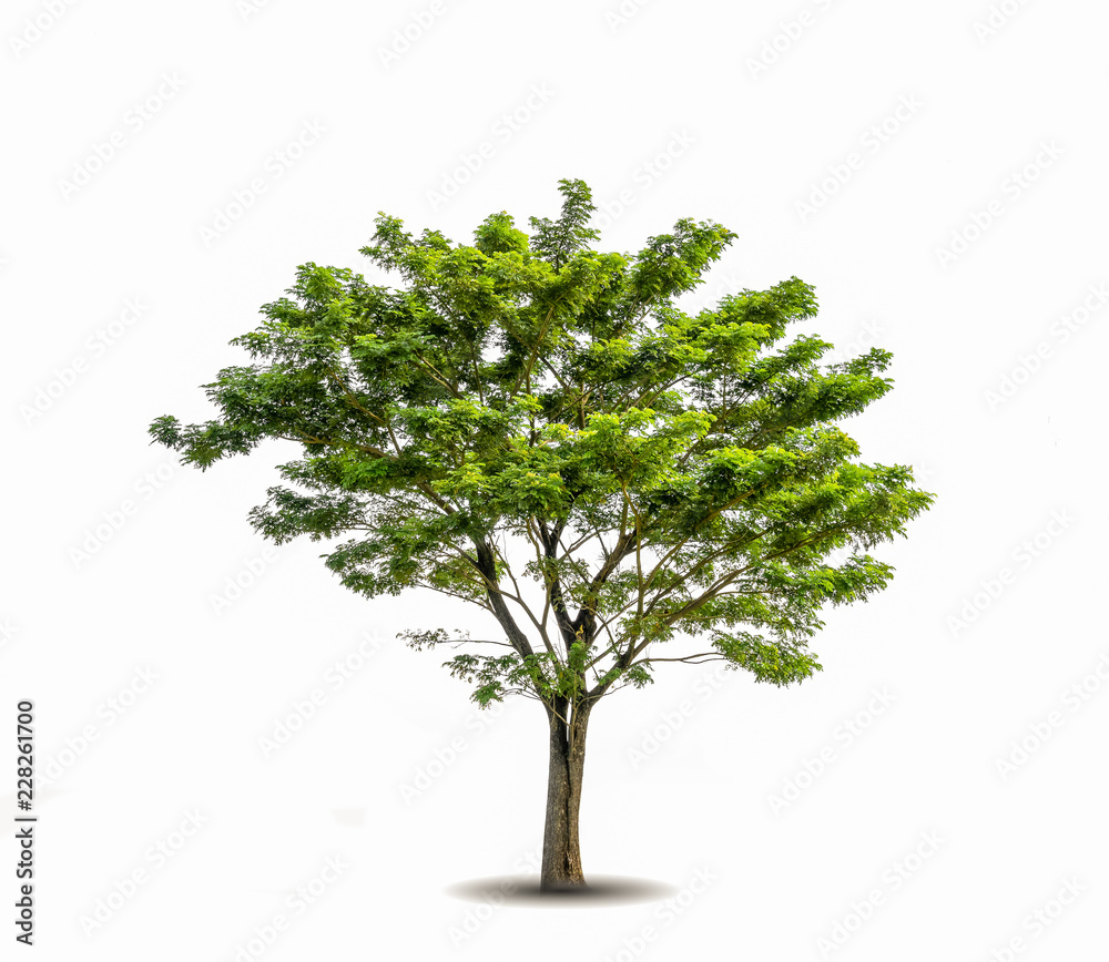 Tree isolated on white background high resolution for graphic ...