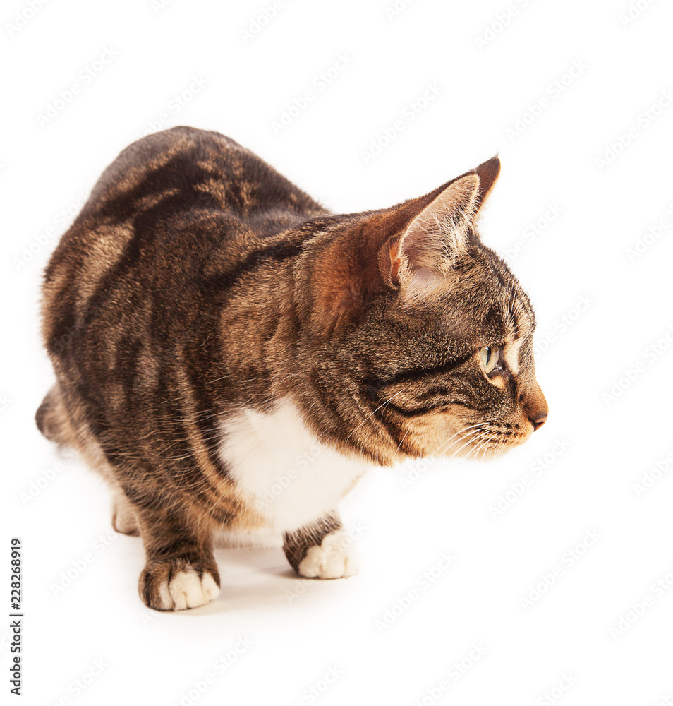 Cat Looking Down To The Left