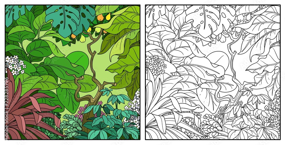 Wild jungle color and black contour line drawing for coloring on a ...