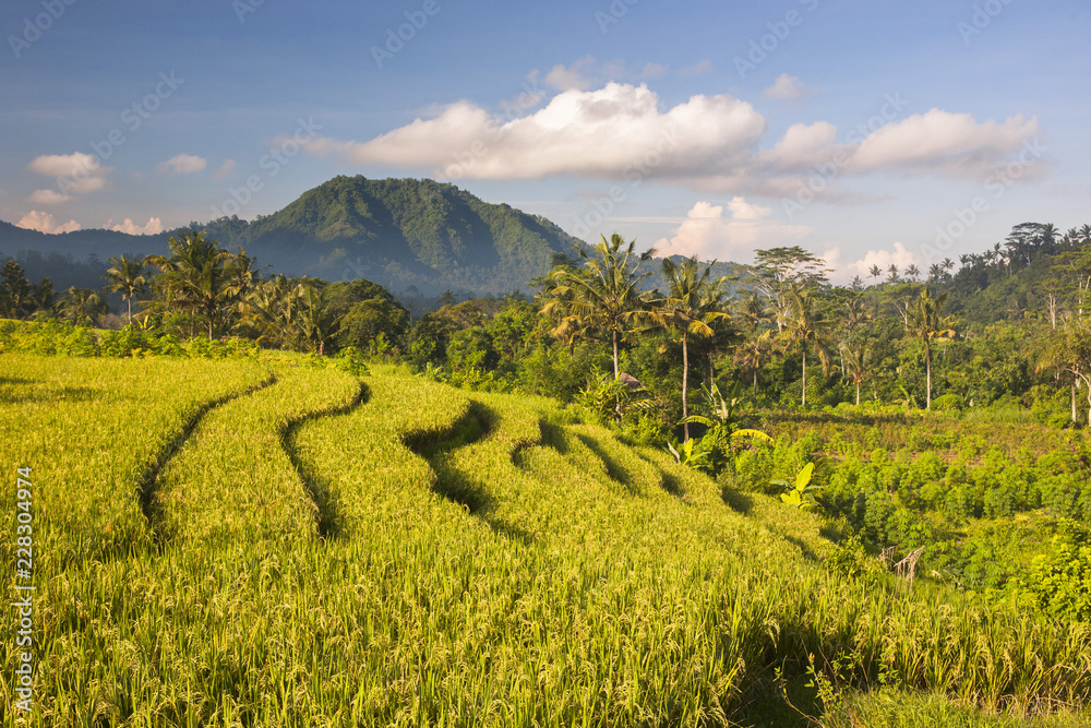 Rice field in front of Agung volcano in Sidemen, Bali, Indonesia Stock ...