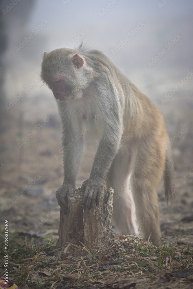 Monkey macaque standing and arched in the mist on the site of Lumbini ...
