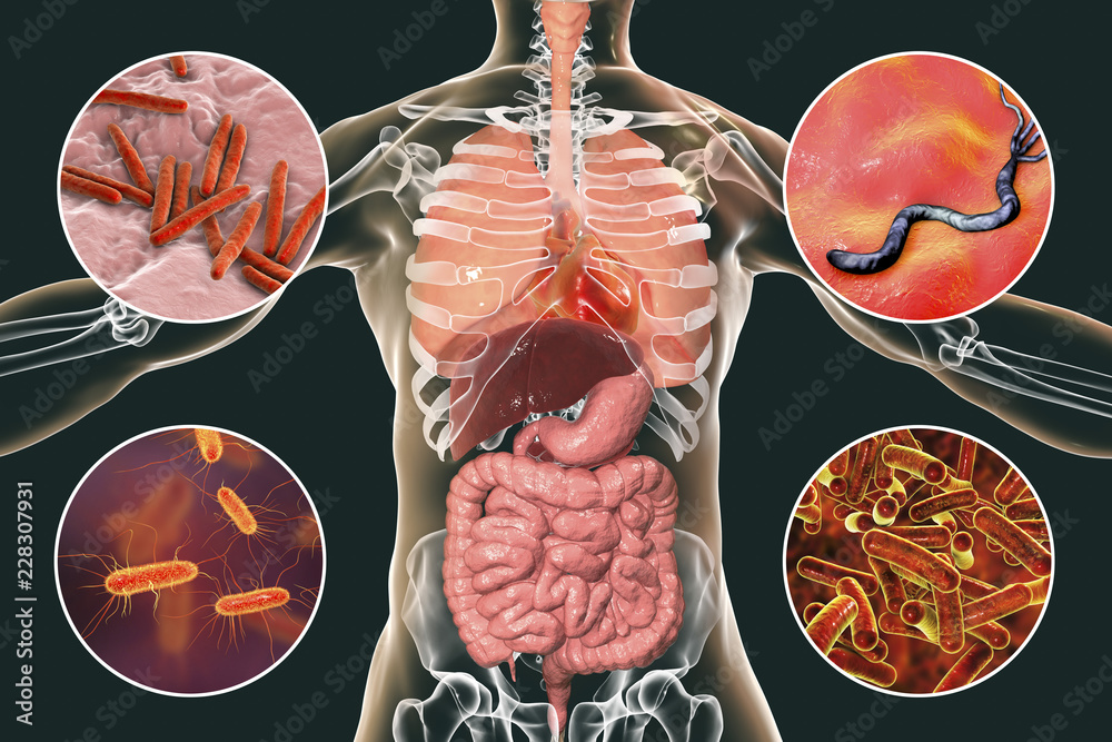 Human pathogenic microbes, respiratory and enteric pathogens, 3D ...