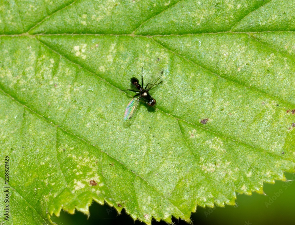 Schwingfliege (Sepsidae, Sepsis spec.) auf Blatt einer Hainbuche ...