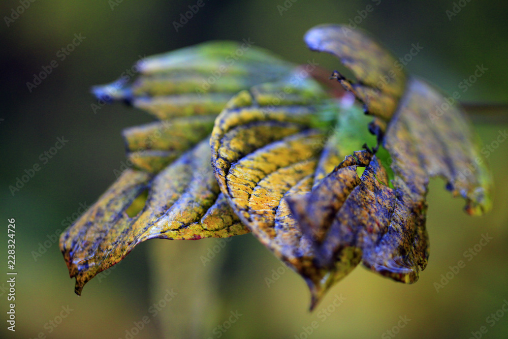 feuille malade Stock Photo | Adobe Stock