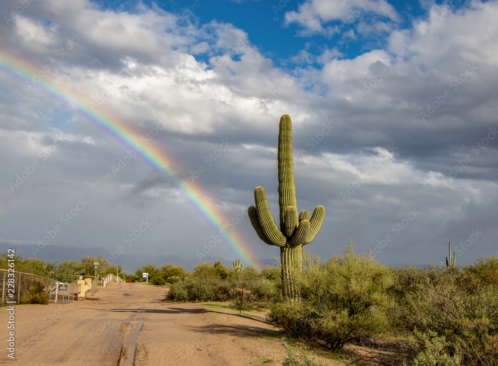 Arizona Desert rainbow with saguaro cactus Stock Photo | Adobe Stock