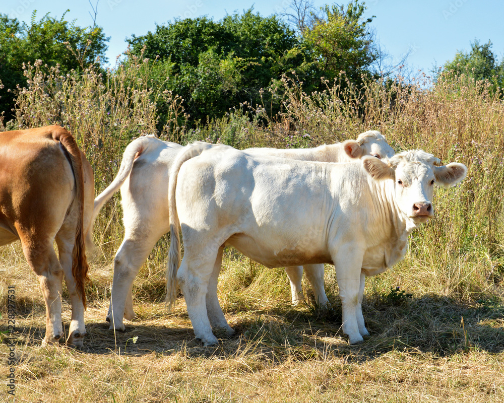 A herd of calves in a field. Breeding cow of Charolais breed. Stock ...