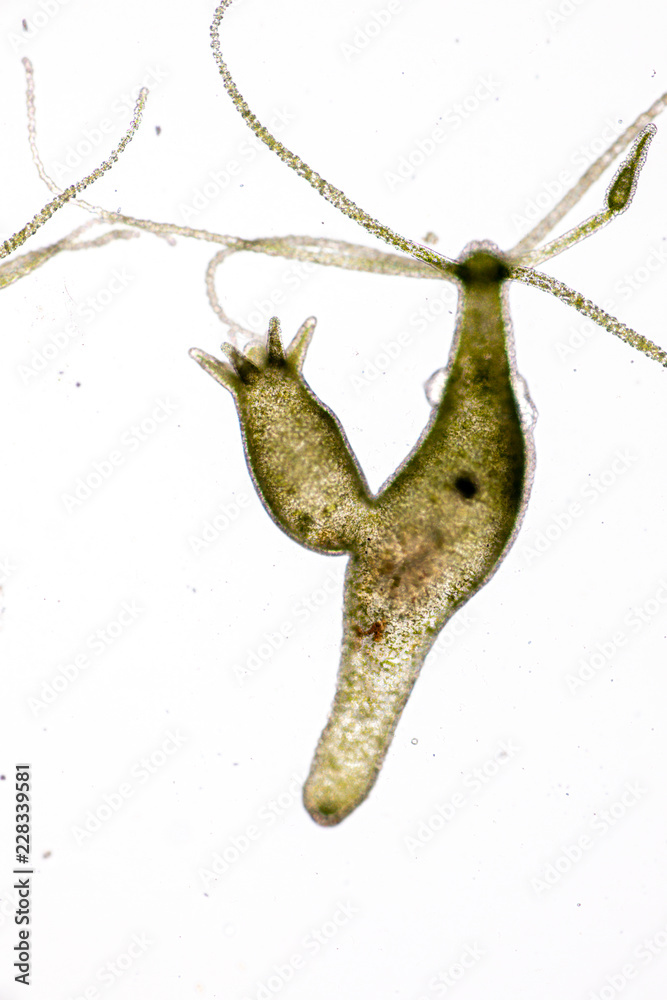 Hydra is a genus of small, fresh-water animals of the phylum Cnidaria ...