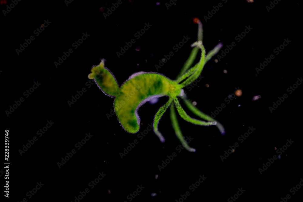 Hydra is a genus of small, fresh-water animals of the phylum Cnidaria ...