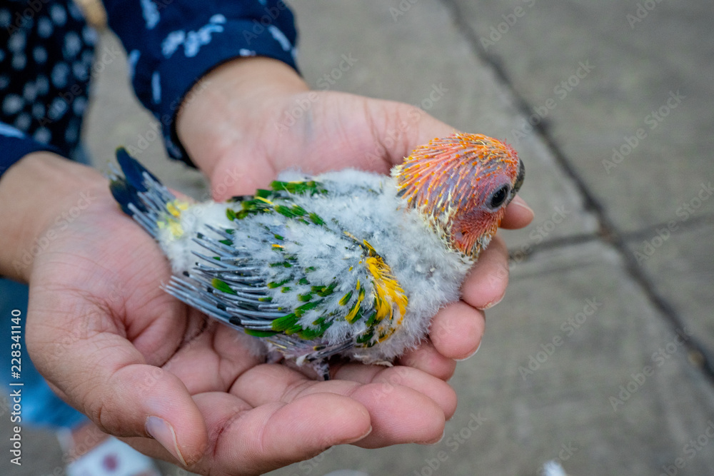 Baby Sun Conure Parrot