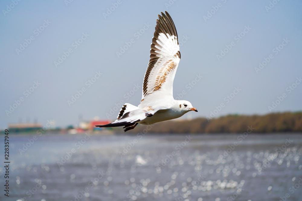 Seagull birds on beach / mangrove forest. Stock Photo | Adobe Stock