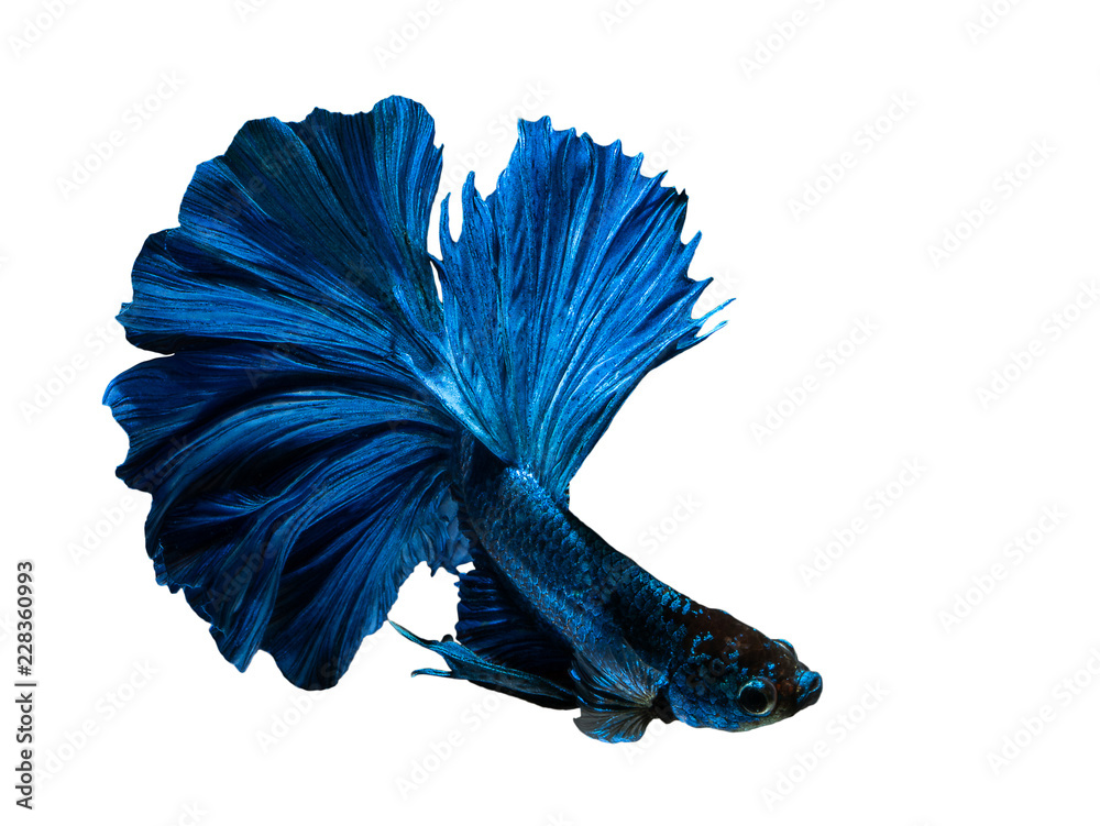 Betta Siamese fighting fish, Betta splendens , popular aquarium fish ...