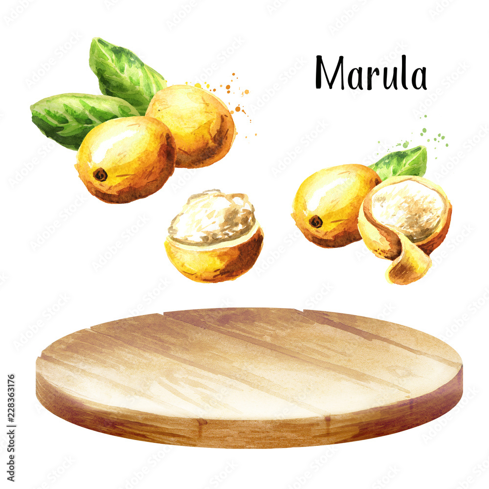 Marula background elements set. Watercolor hand drawn illustration ...
