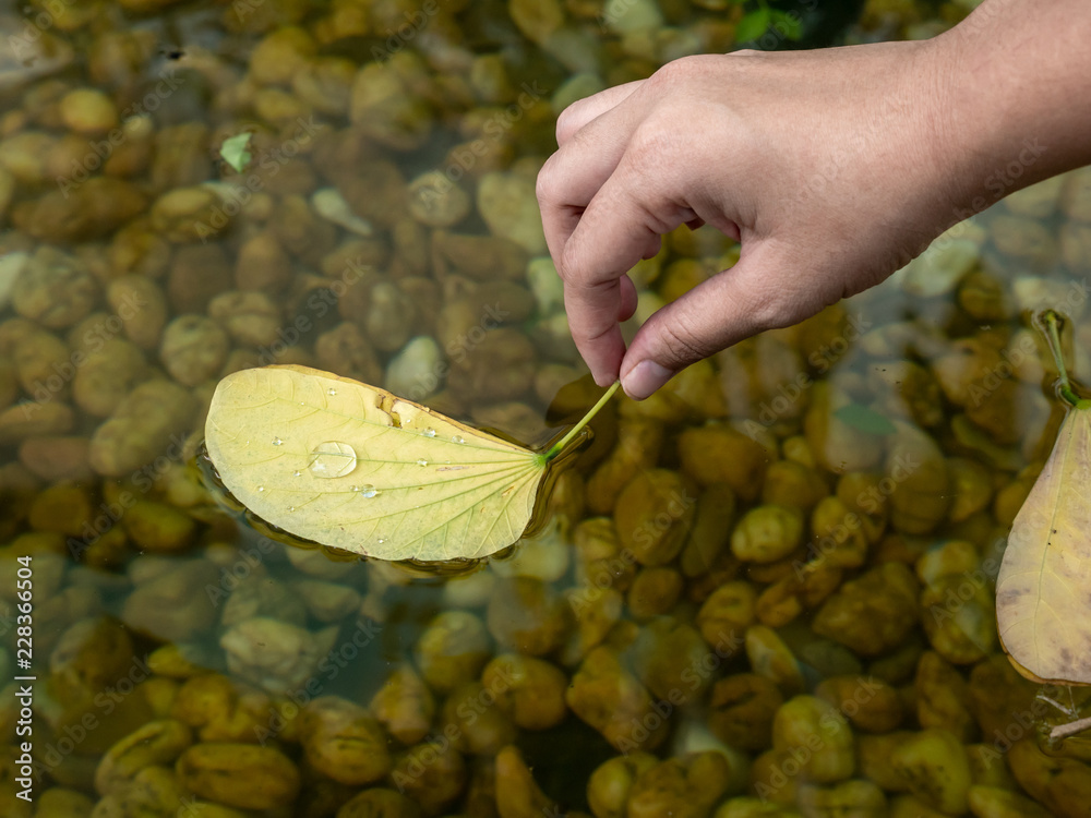 Young Asian girl hand touch yellow leaf that float on water surface. A ...