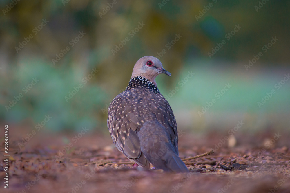 Pigeons and doves constitute the bird family Columbidae and the order ...